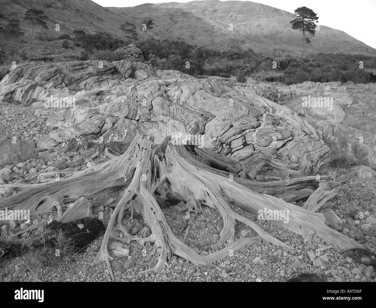Fossil tree roots Black and White Stock Photos & Images - Alamy