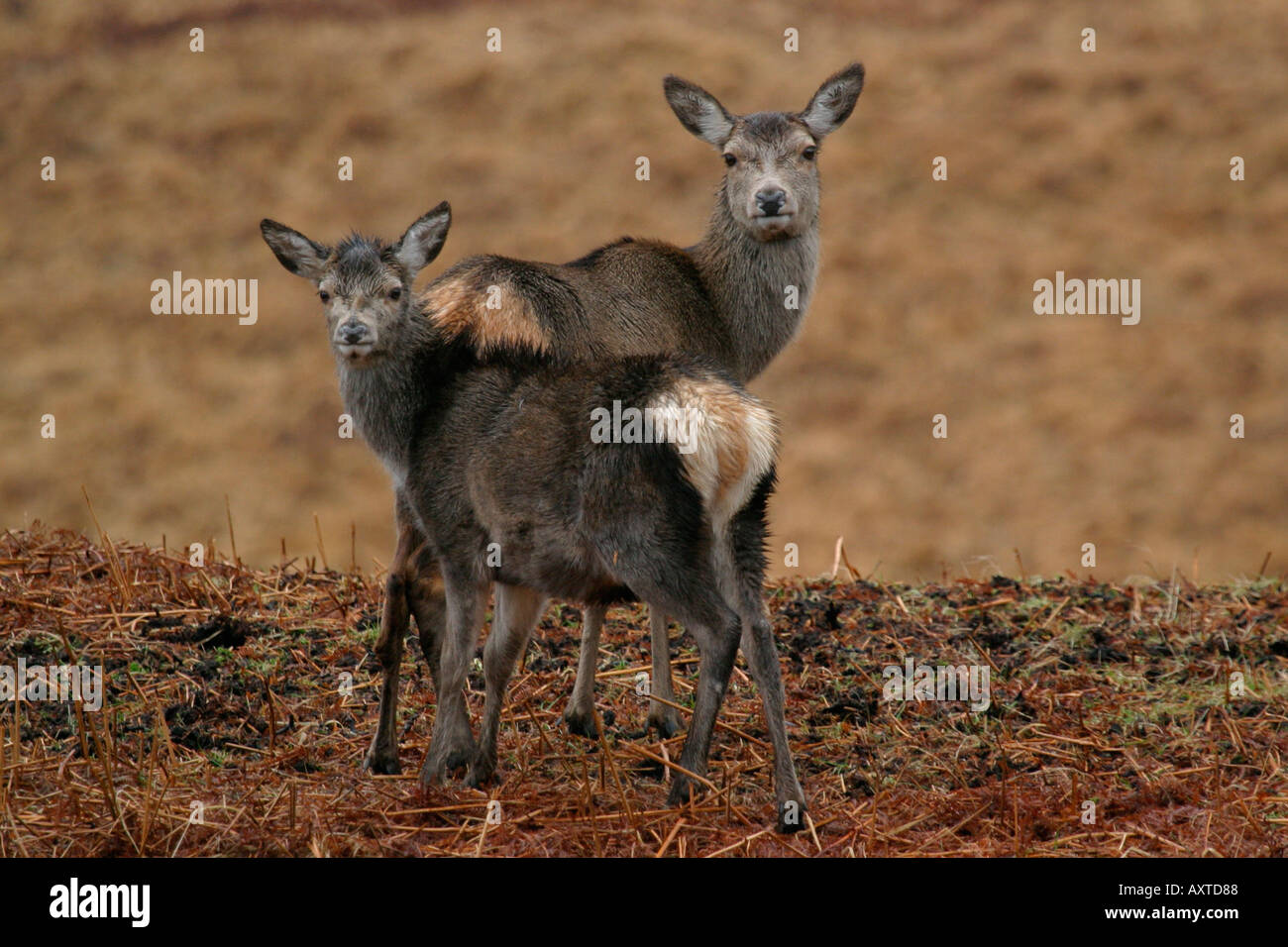Yearling red deer stag hi-res stock photography and images - Alamy