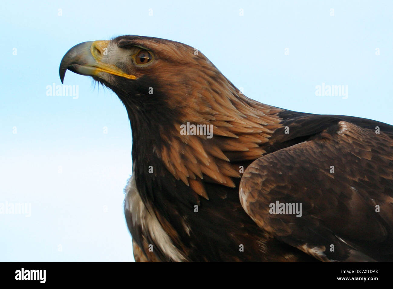 Golden Eagle Scotland Stock Photo - Alamy