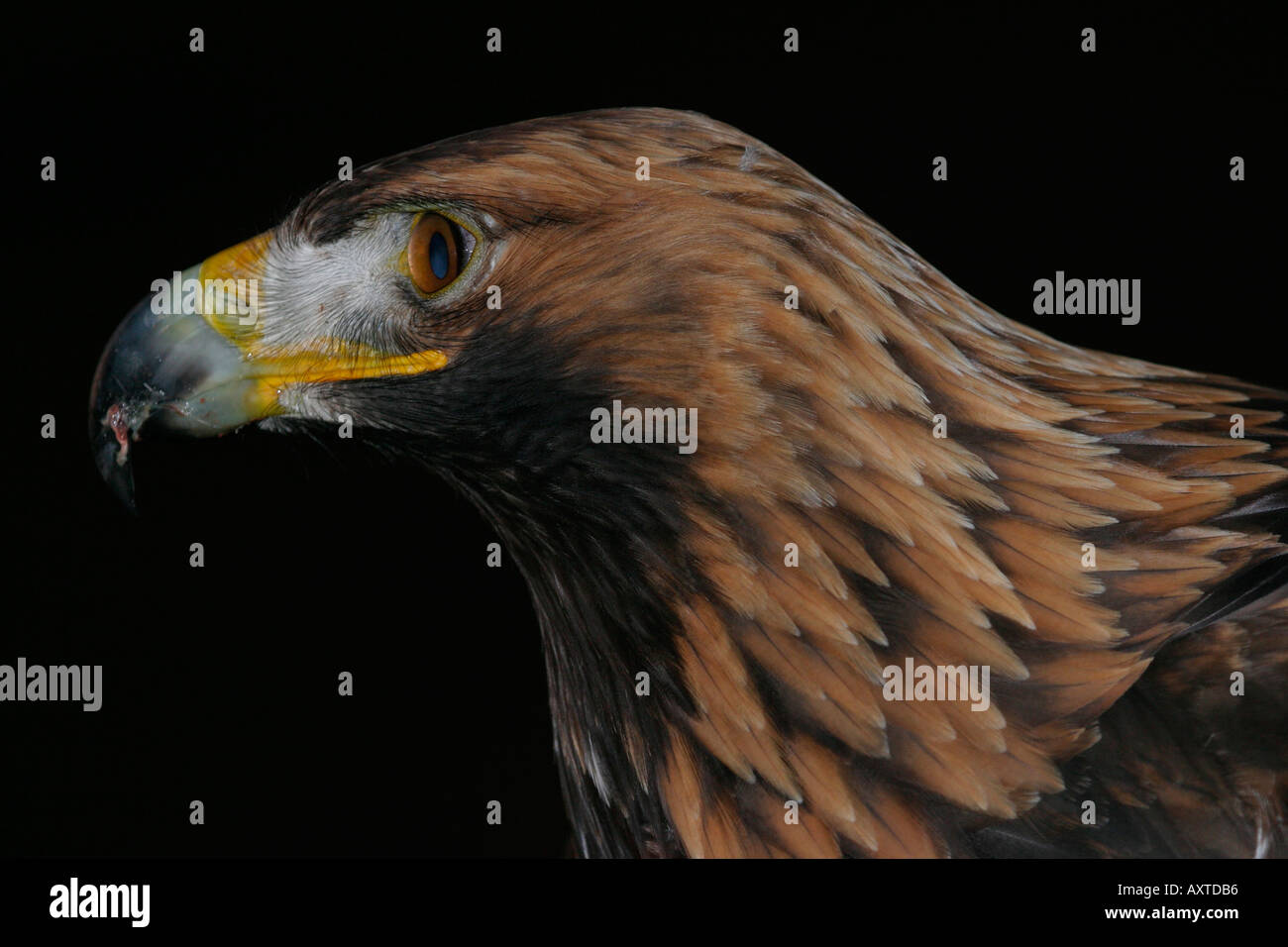 Golden Eagle Scotland Stock Photo - Alamy