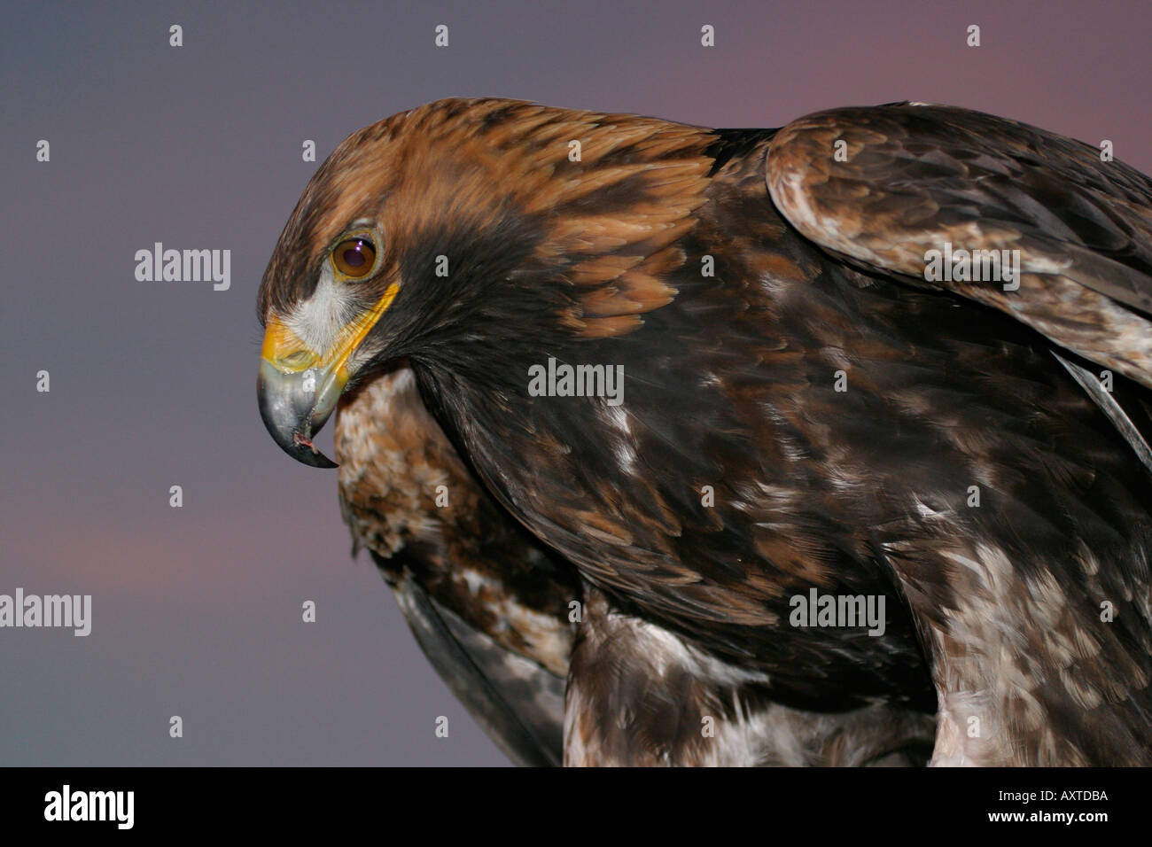 Evening close up shot of Golden Eagle Scotland Stock Photo - Alamy