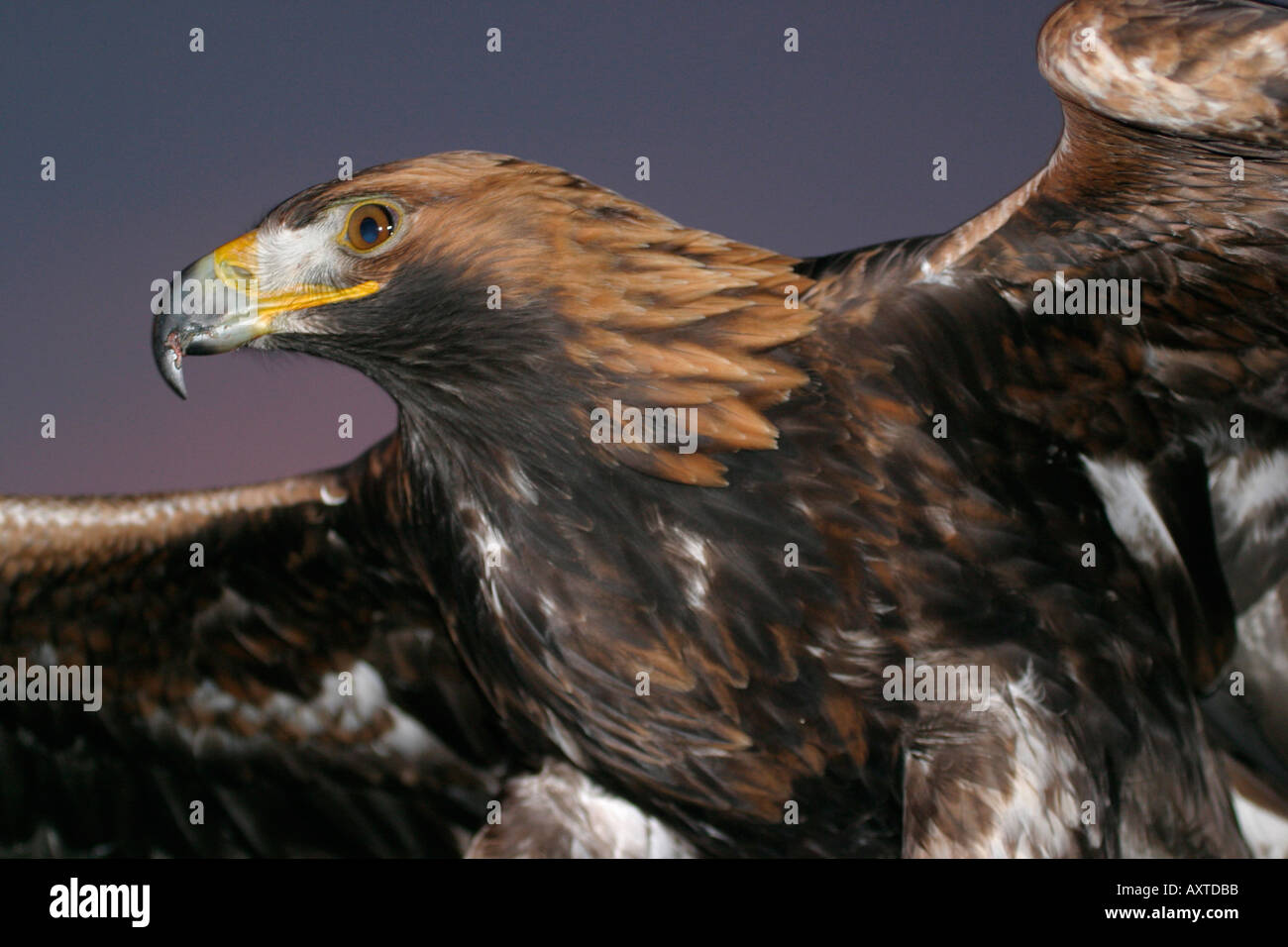 Golden Eagle in flight Stock Photo - Alamy