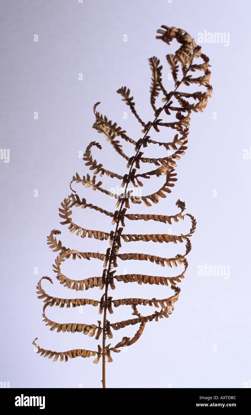 Single fern hi-res stock photography and images - Alamy
