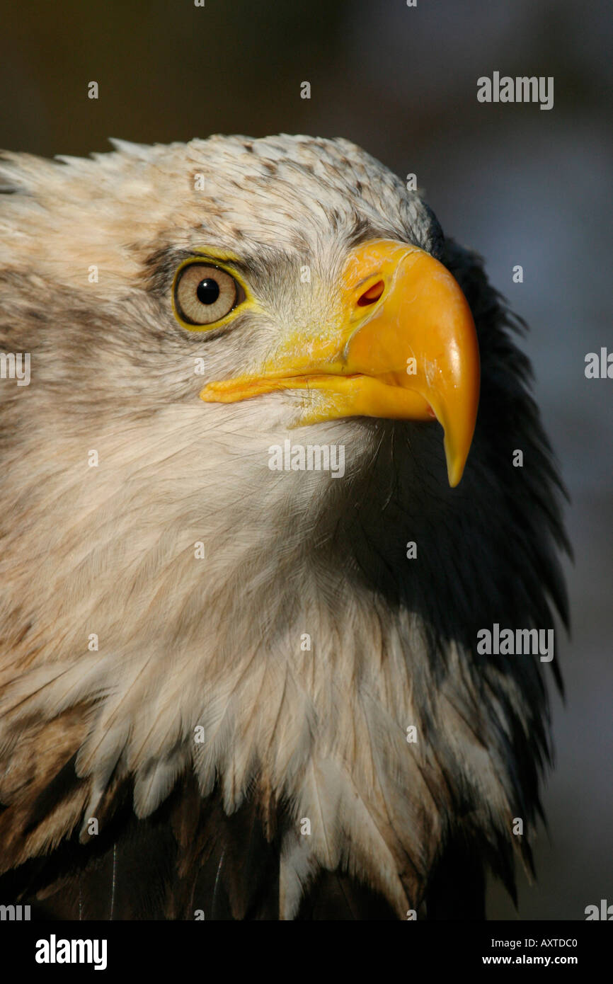 Bald eagle head shot hi-res stock photography and images - Alamy