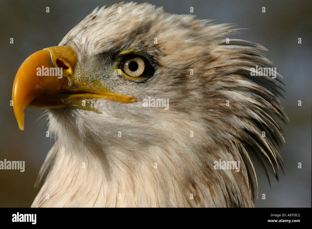 Bald eagle head shot hi-res stock photography and images - Alamy