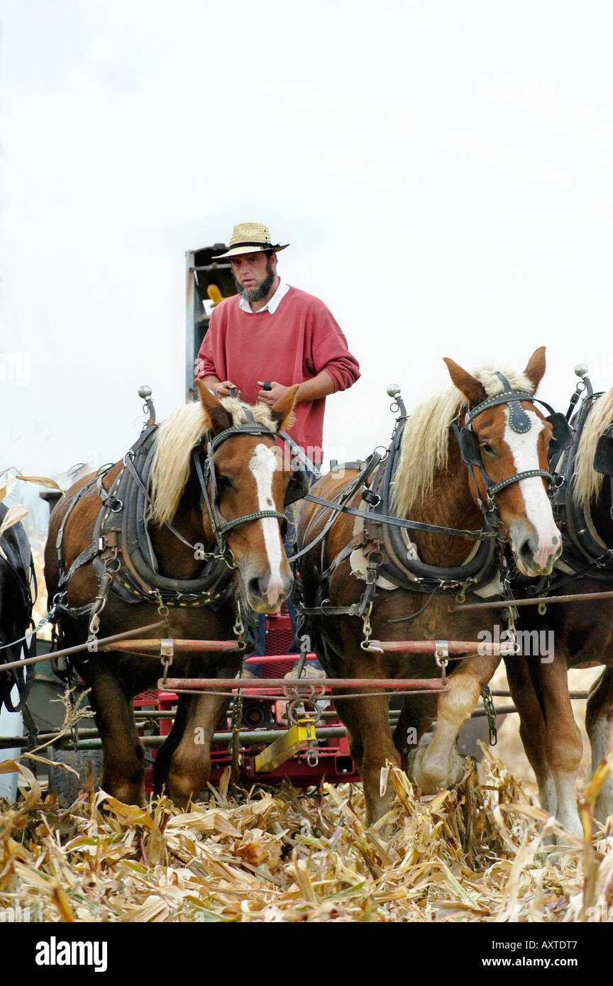 Pastoral team hi-res stock photography and images - Alamy
