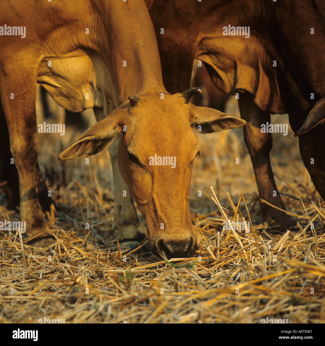 Thai cow grazing on rice paddy stubble in the evening in Kanchanaburi ...