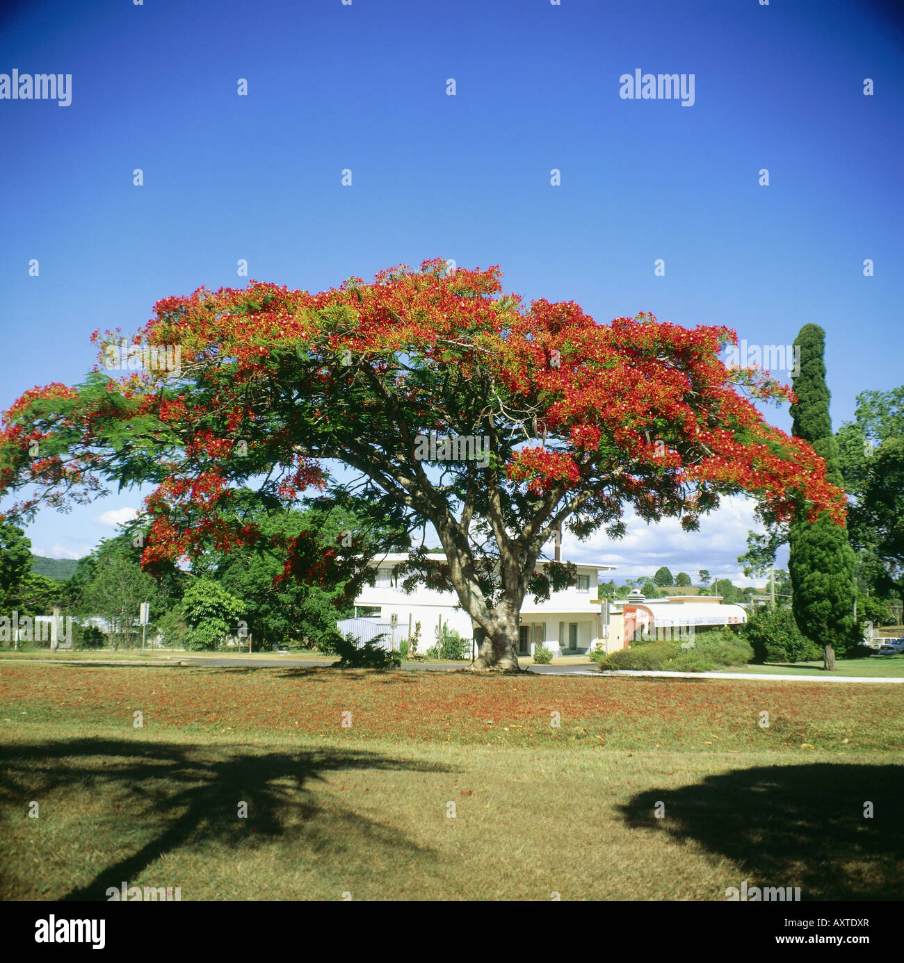 geography / travel, Australia, Queensland, port Douglas, red blossoming ...