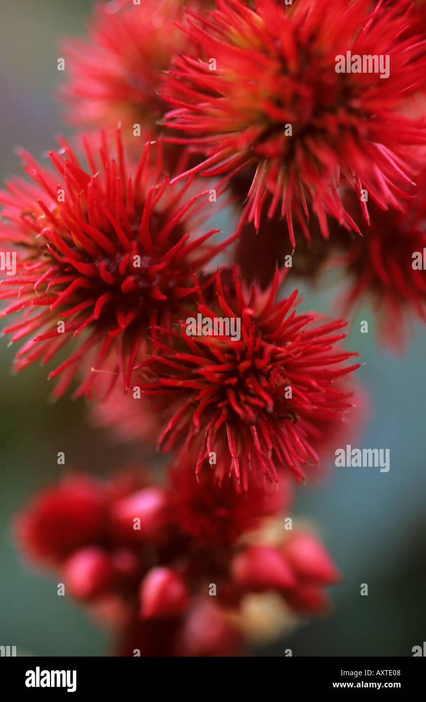 Ricin hi-res stock photography and images - Alamy