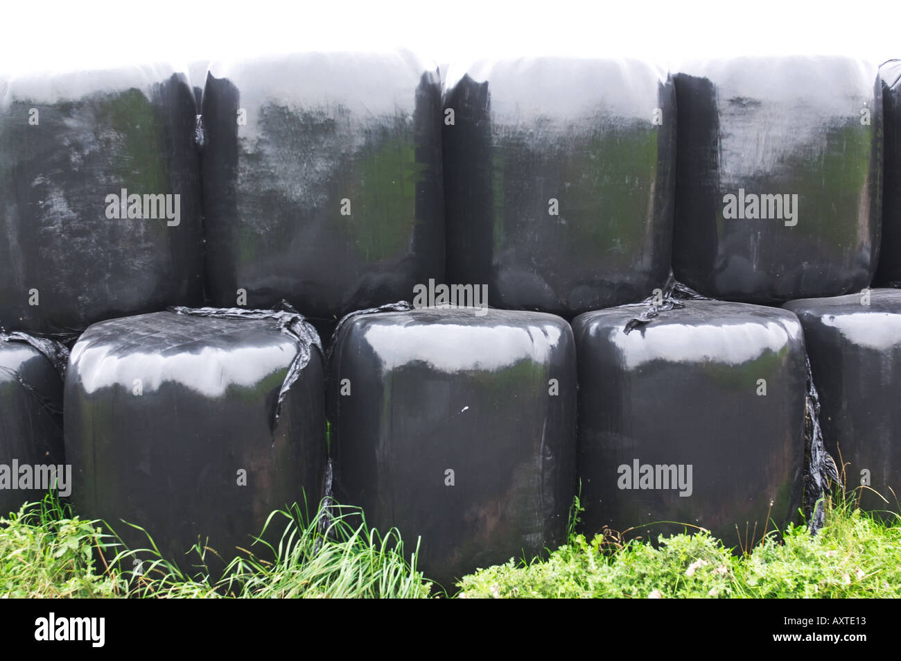 silage bales wrapped in plastic Stock Photo - Alamy