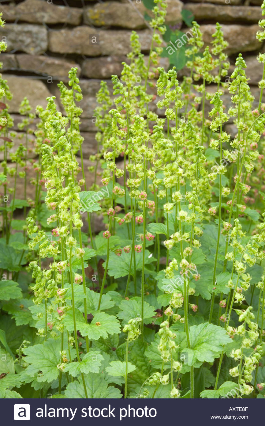 Tellima Stock Photos & Tellima Stock Images - Alamy