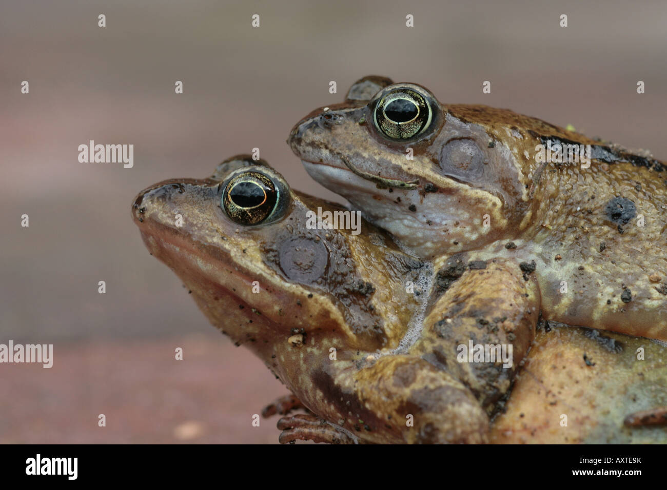 Common frogs Rana temporaria mating on a garden patio Stock Photo - Alamy