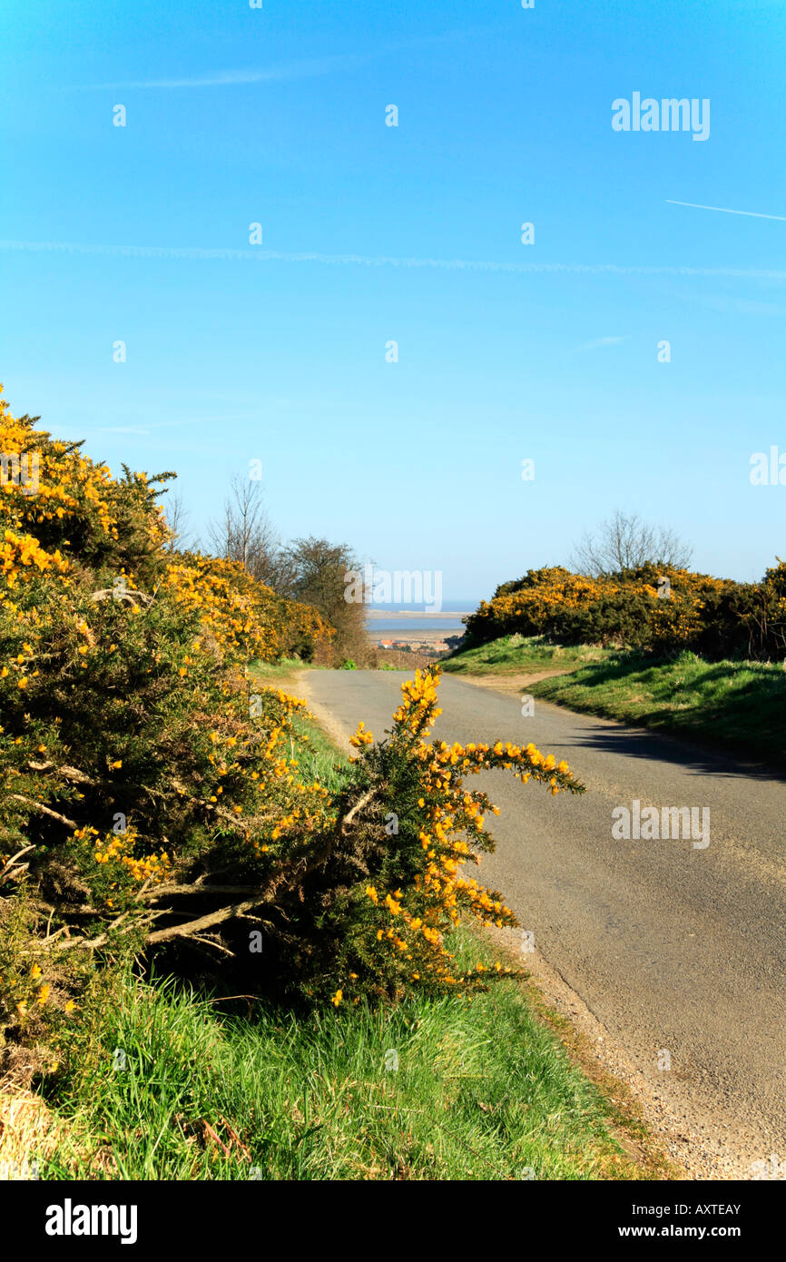 Common Gorse, Ulex Europaeus, on side of minor road at Brancaster ...