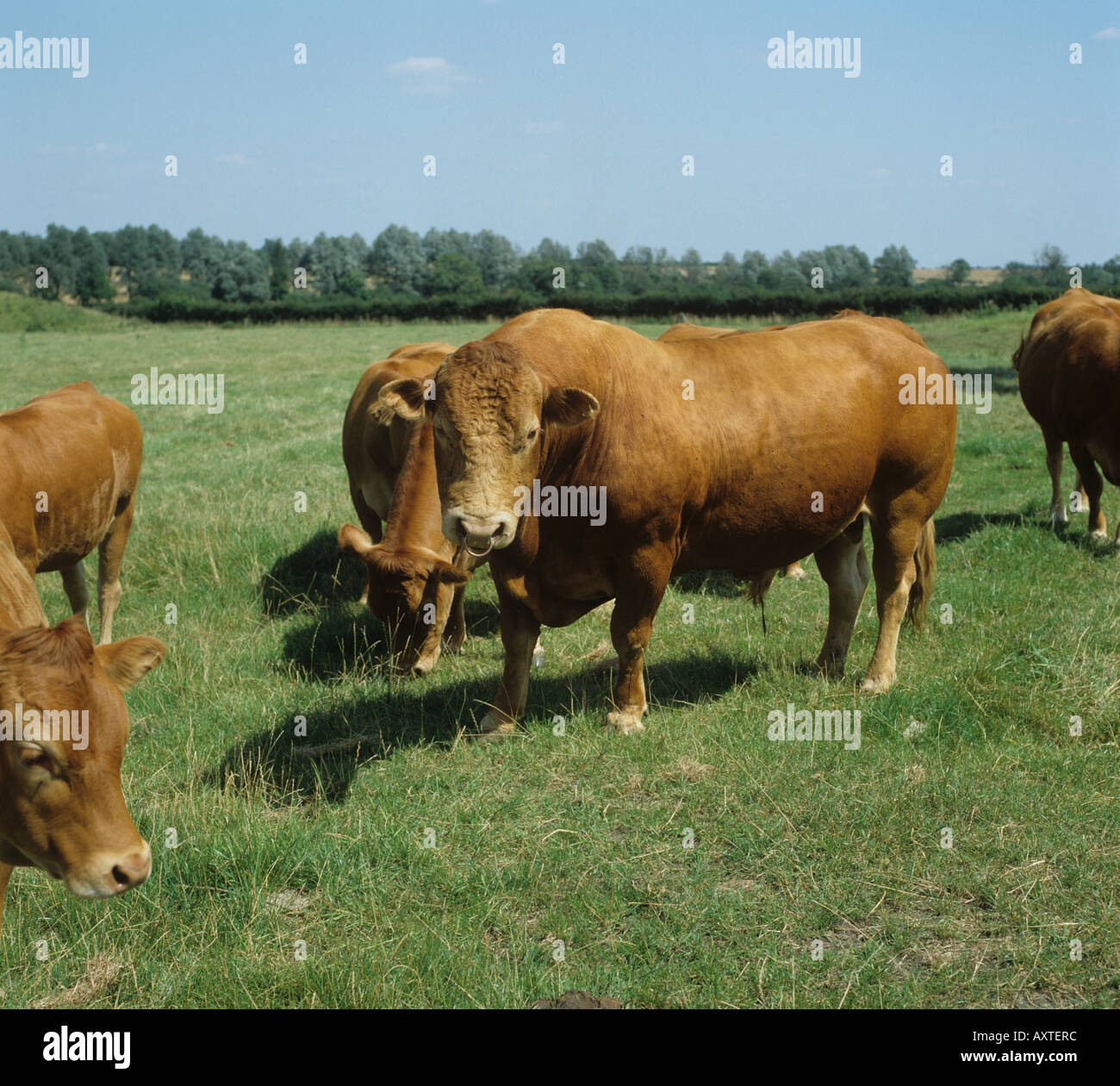 Limousin heifer hi-res stock photography and images - Alamy