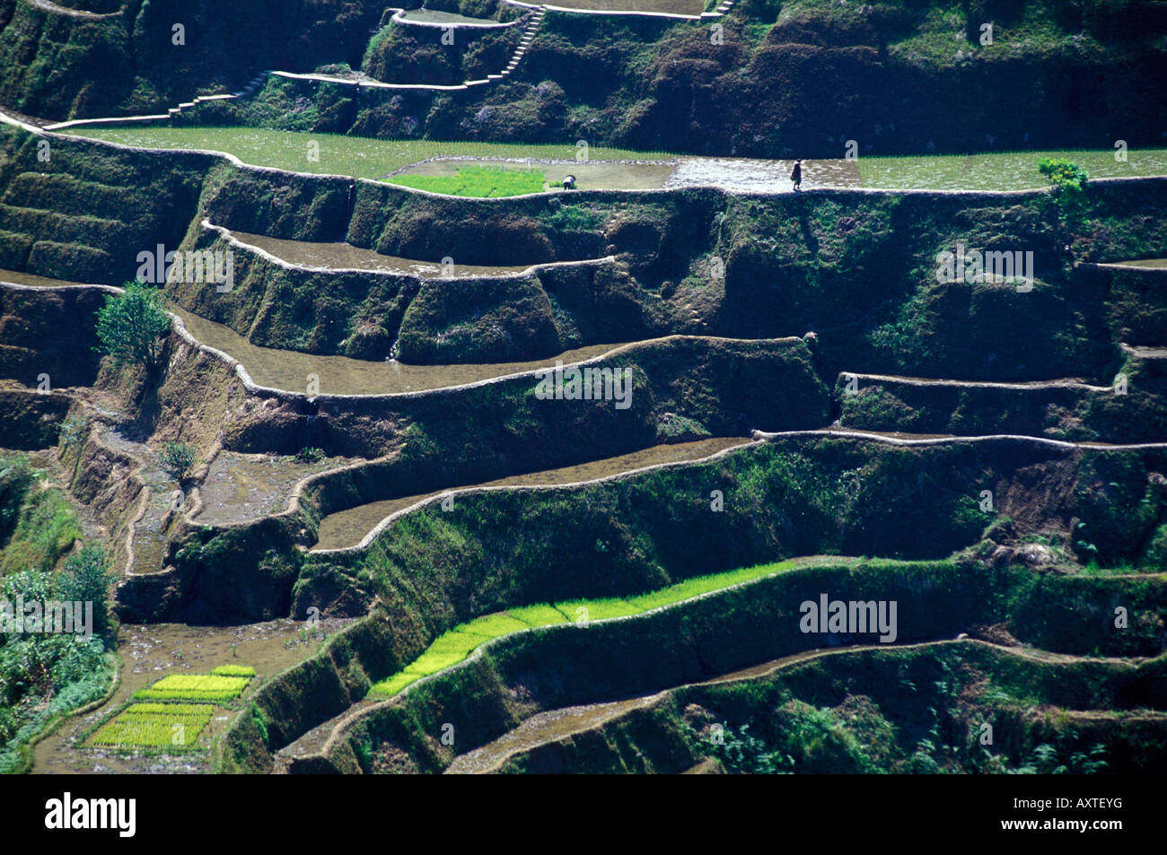 2000 year old rice terraces hi-res stock photography and images - Alamy