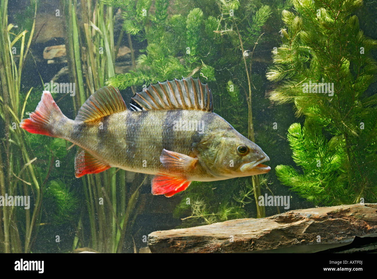 Perch Perca fluviatilis in weeds side view Stock Photo - Alamy