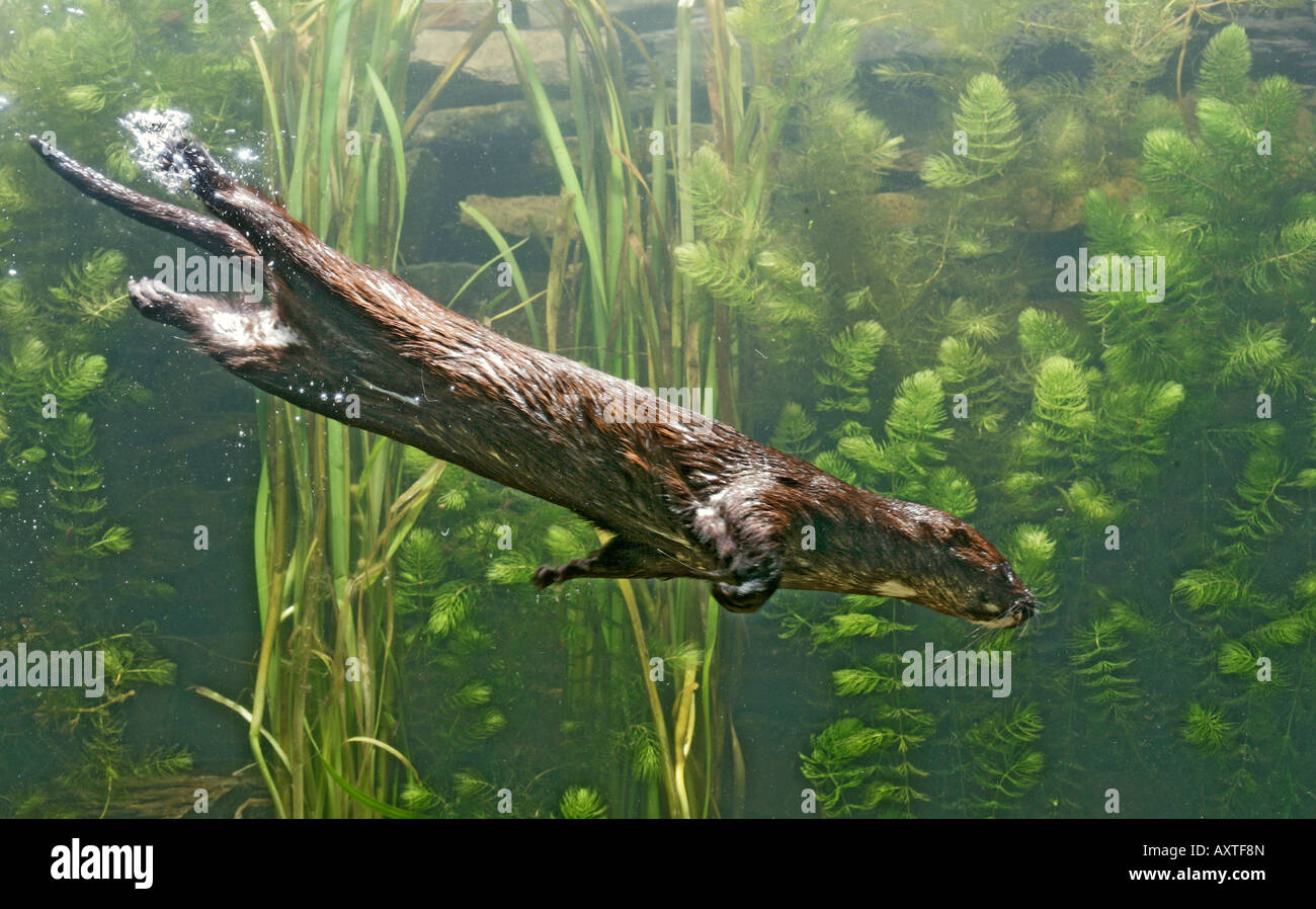 Mink American Mustela vison swimming underwater side view alien species ...