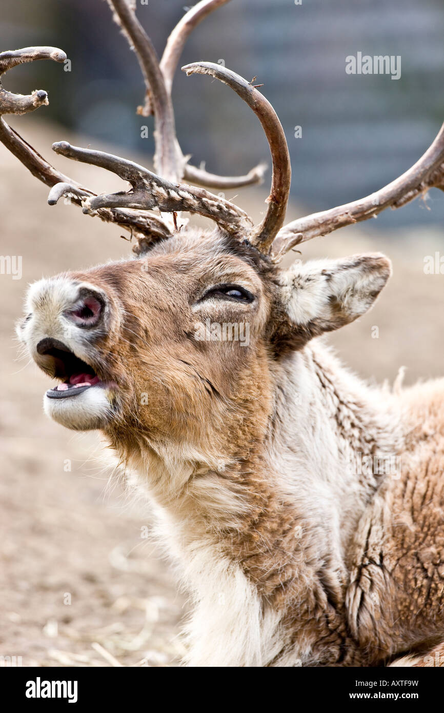 Roaring face hi-res stock photography and images - Alamy