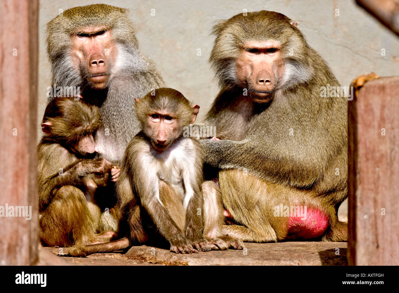 Baboon family hi-res stock photography and images - Alamy