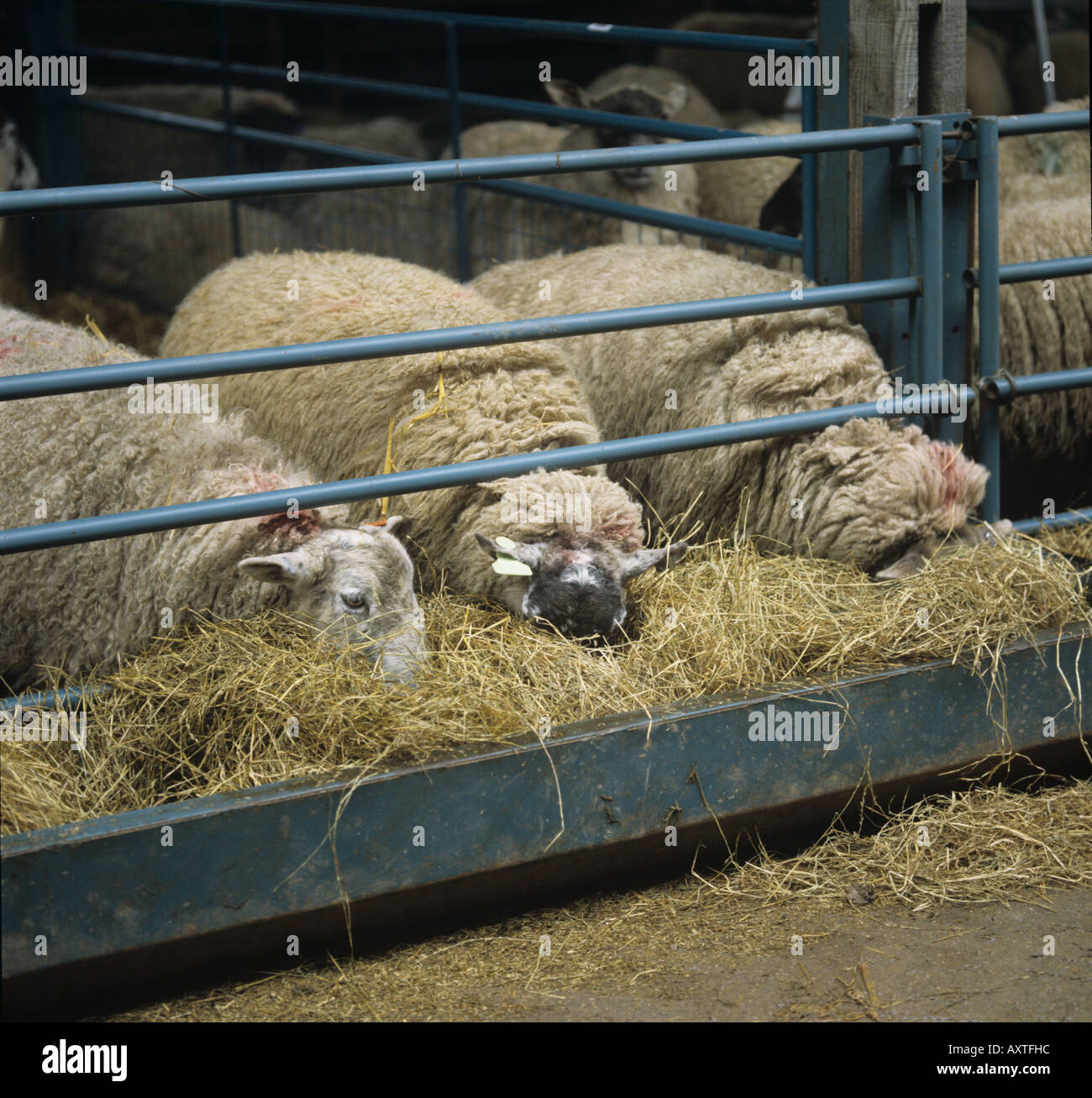 North of england mule hi-res stock photography and images - Alamy