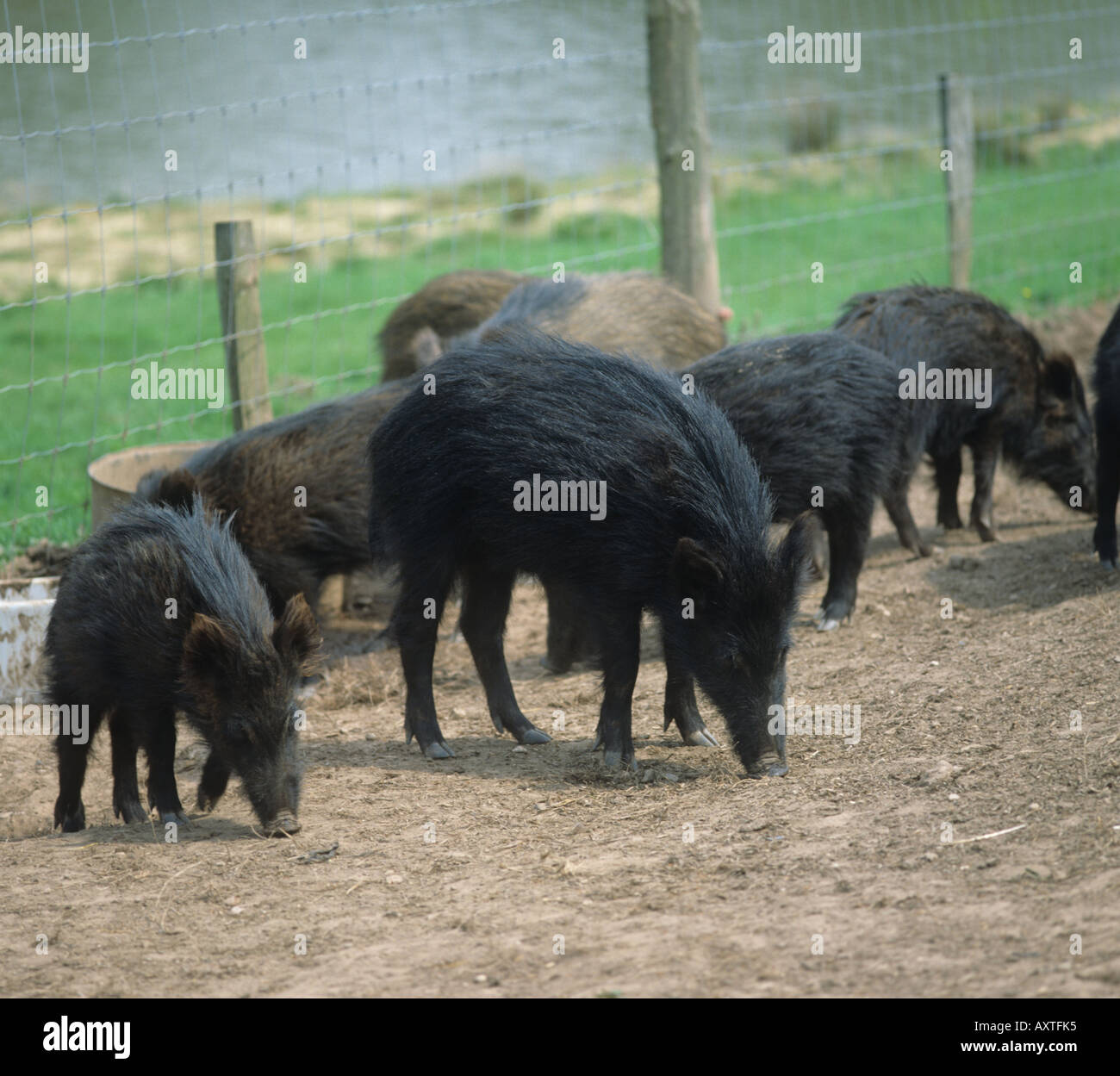 Wild boar in enclosure being fattened for meat Devon Stock Photo - Alamy