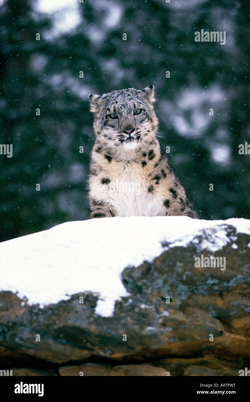 Snow Leopard climbing up a rock in winter Stock Photo - Alamy