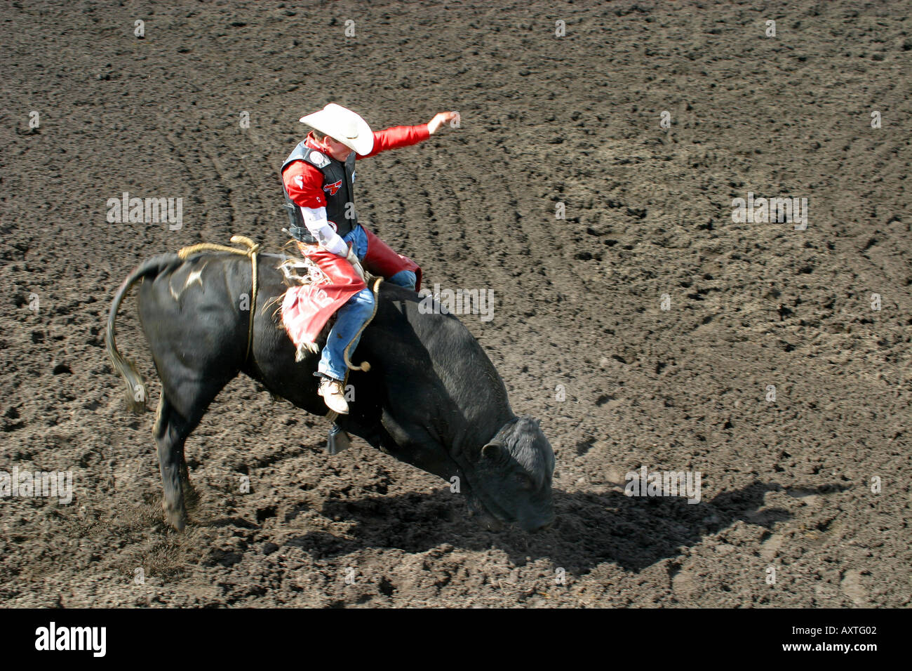 Rodeo, Alberta, Canada, Bull Riding, In the chute Cowboys pitting their ...