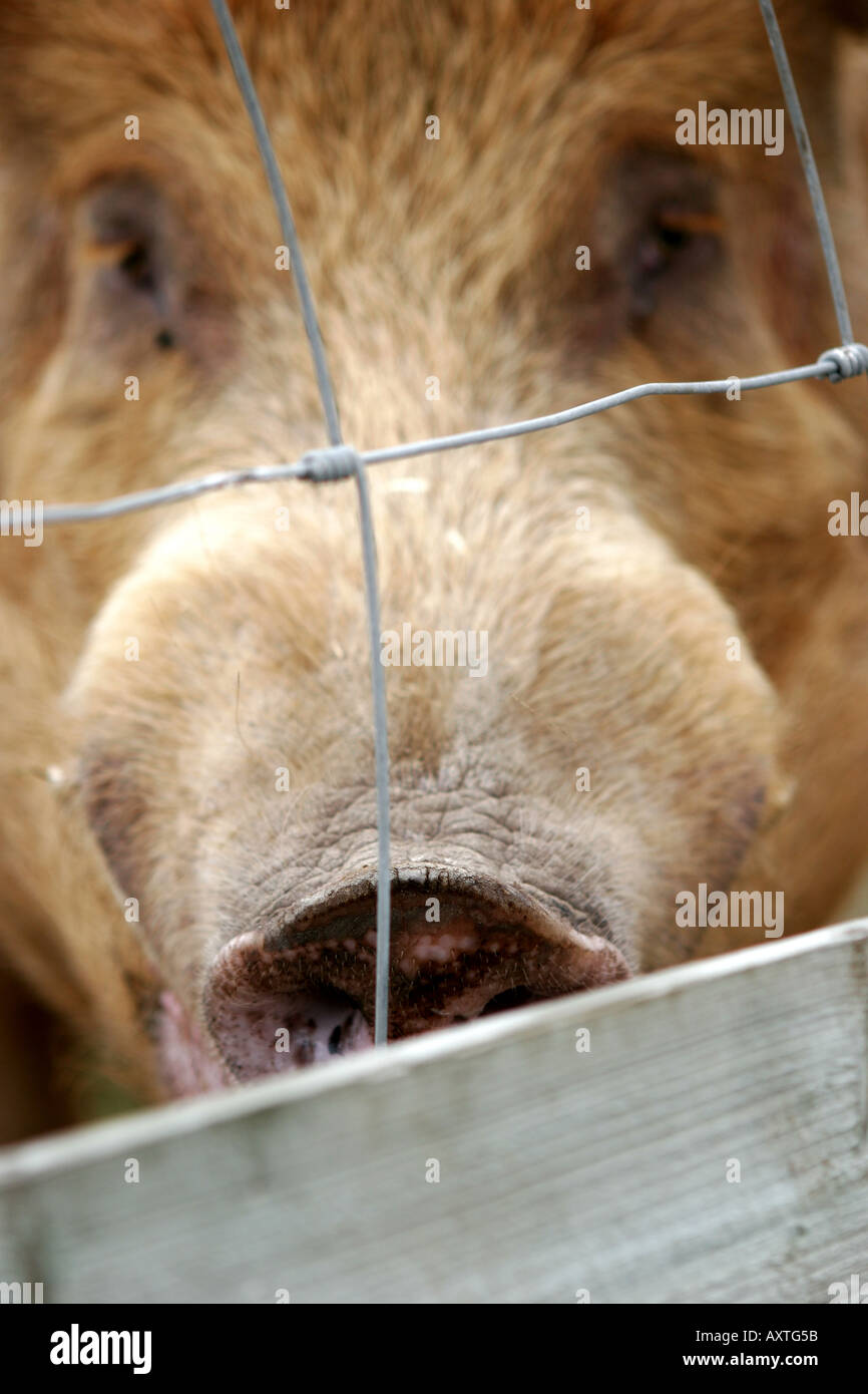 Sad pig head hi-res stock photography and images - Alamy