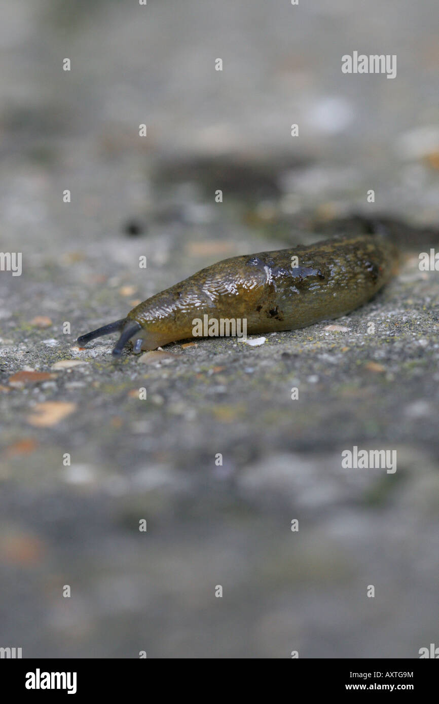 Slug slithering along on concretet surface Stock Photo - Alamy