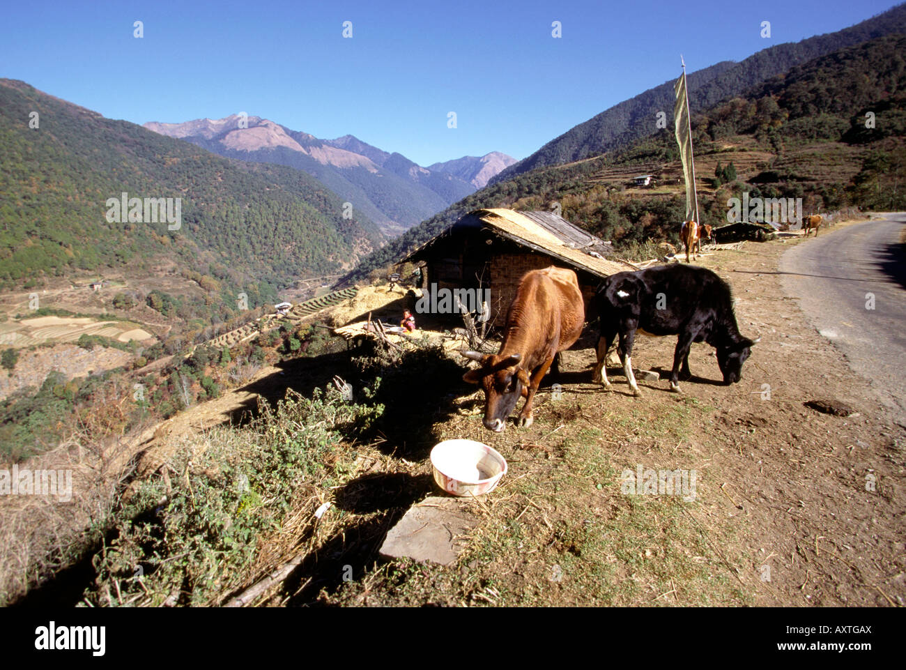 Bhutan Black Mountains Lobding cows at side of road Stock Photo - Alamy