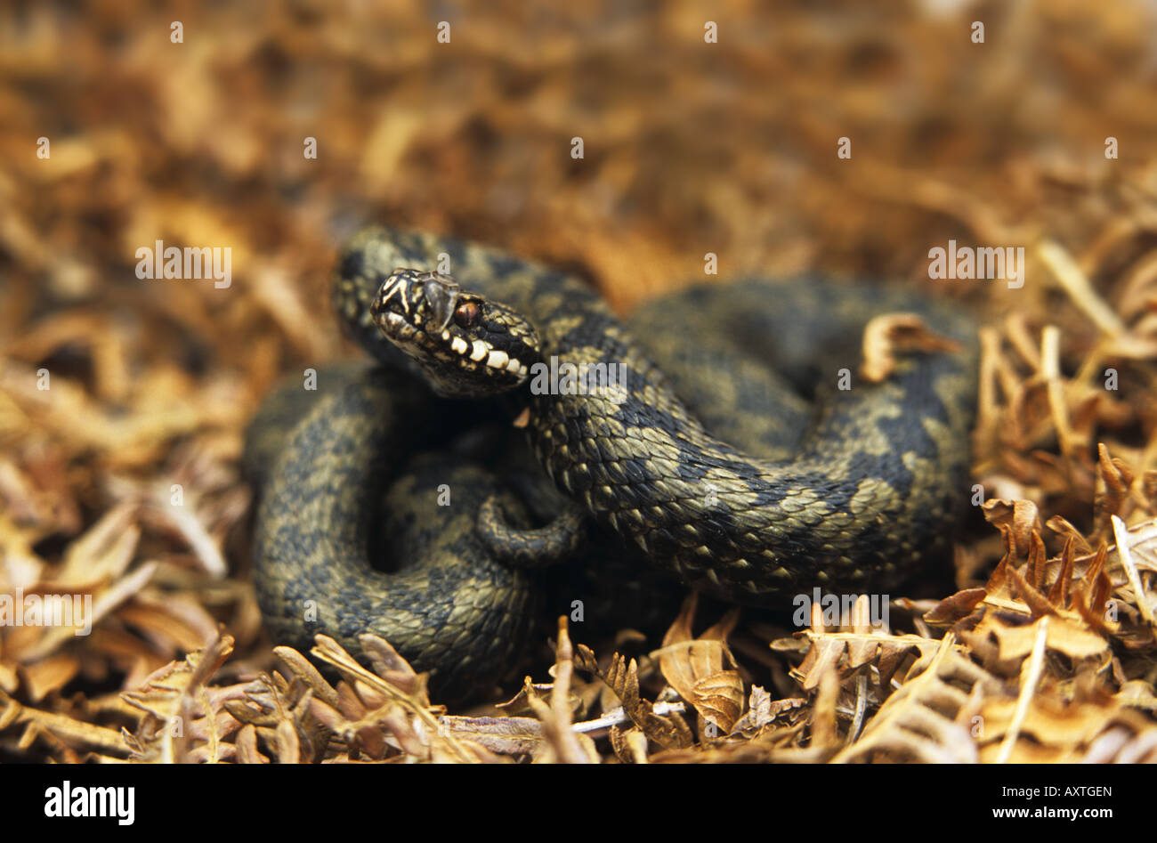 Cornwall adder hi-res stock photography and images - Alamy