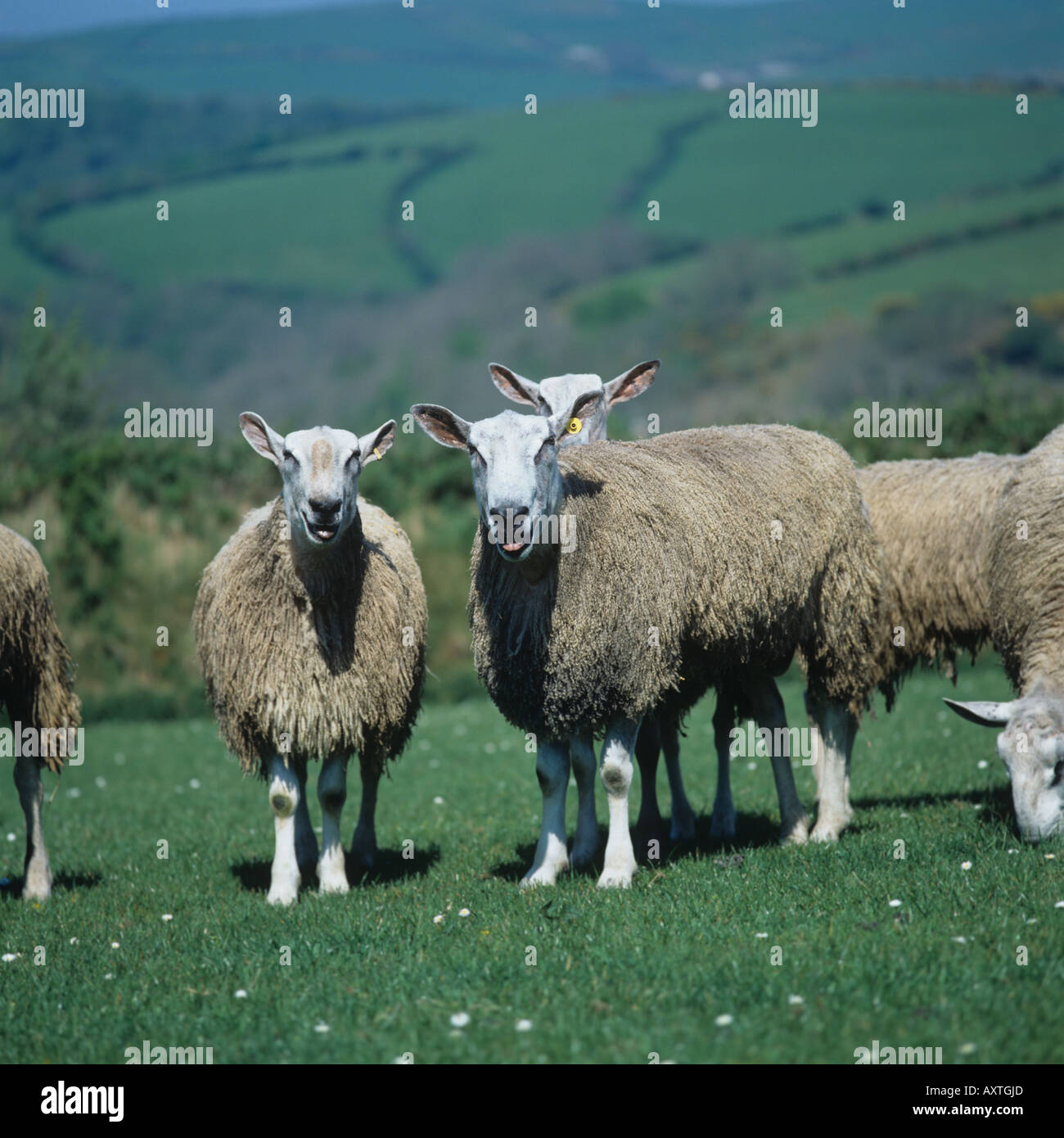 Blue faced Leicester rams breathing heavily on hill pasture Parracombe ...