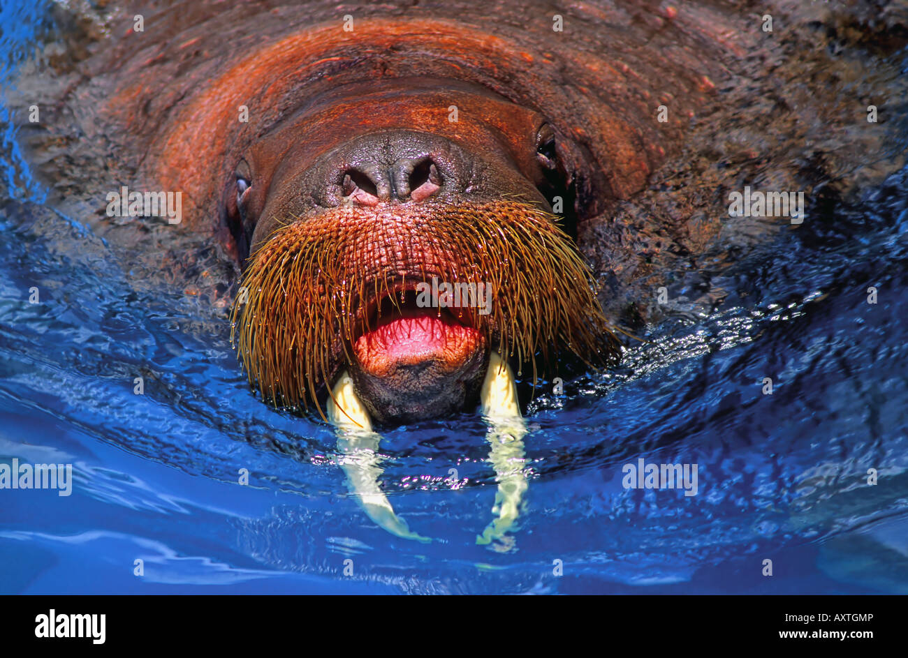 Walrus in sea world in hi-res stock photography and images - Alamy