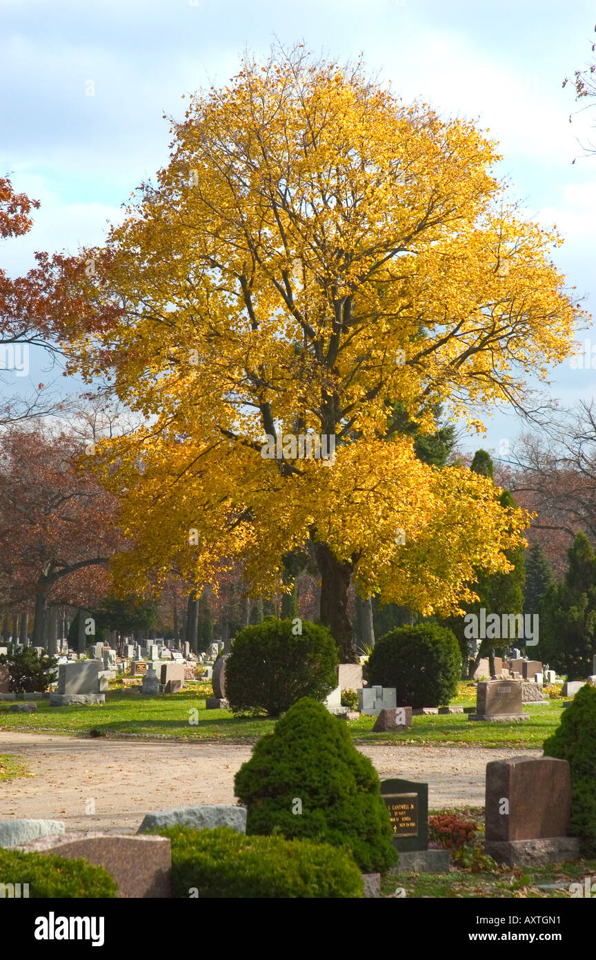Large Yellow leaf maple tree Stock Photo - Alamy
