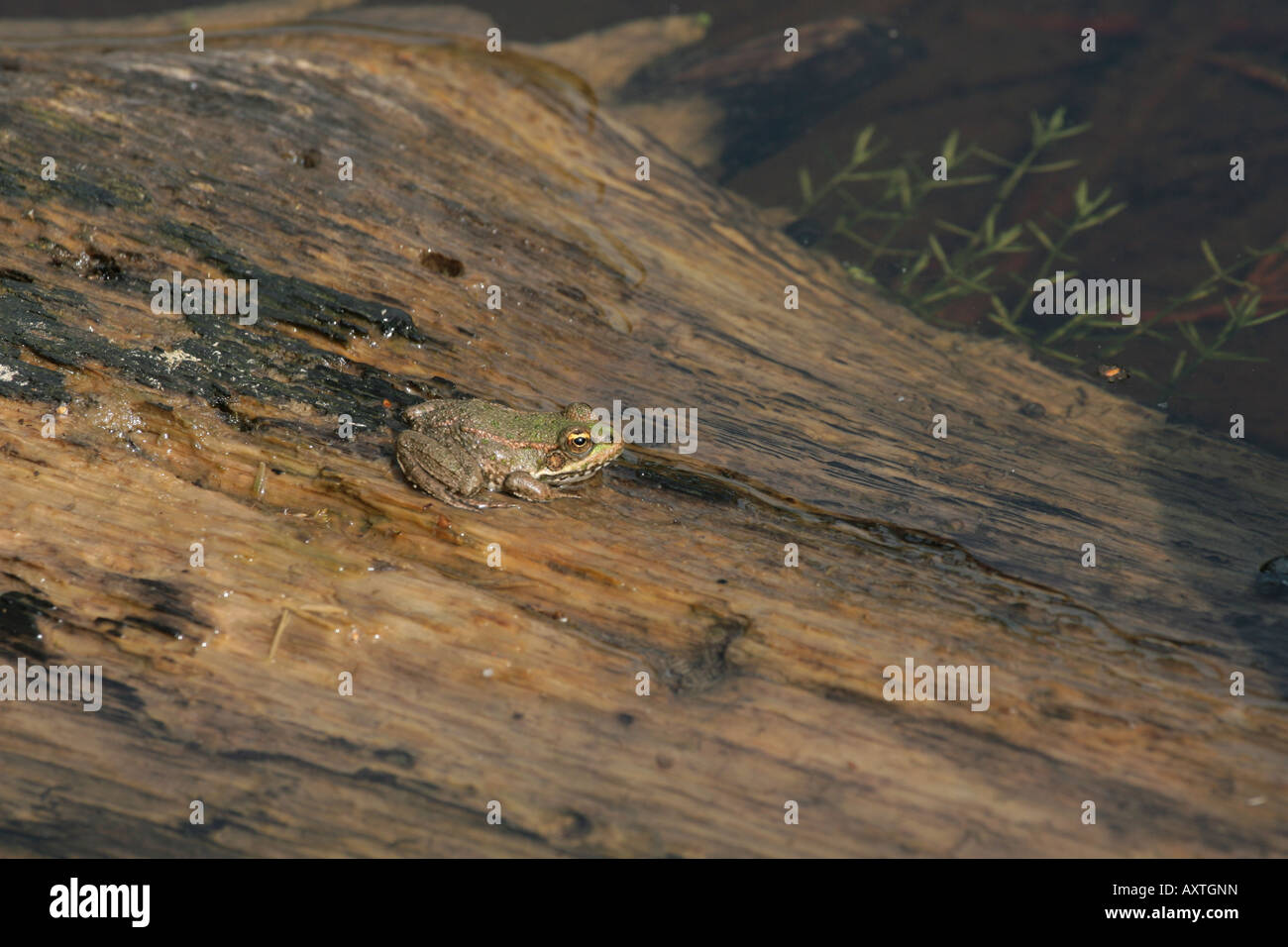 Marsh frog Rana ridibunda Stock Photo - Alamy