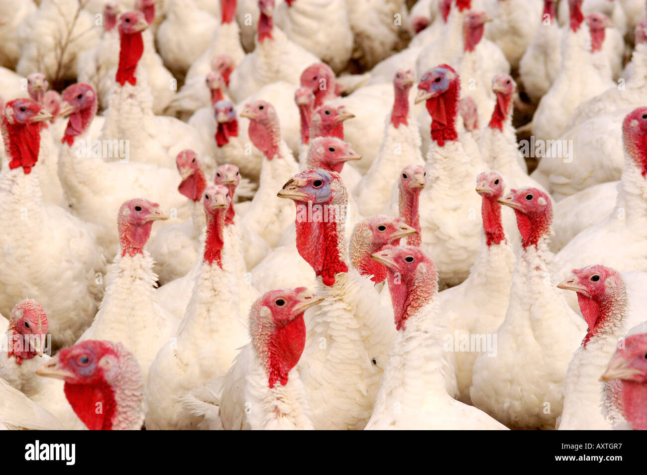 Ohio countryside turkey farm located between Toledo and Lima Ohio OH ...