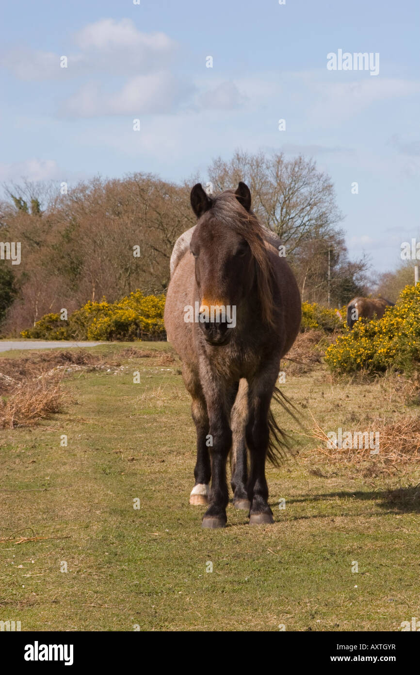 new forest pony Stock Photo - Alamy