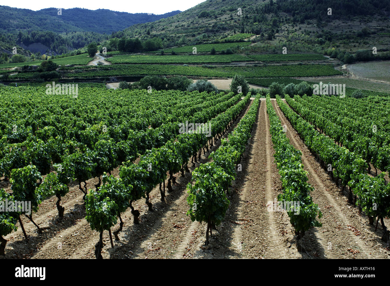 The wine region of Corbieres departement Aude at the village Monze ...