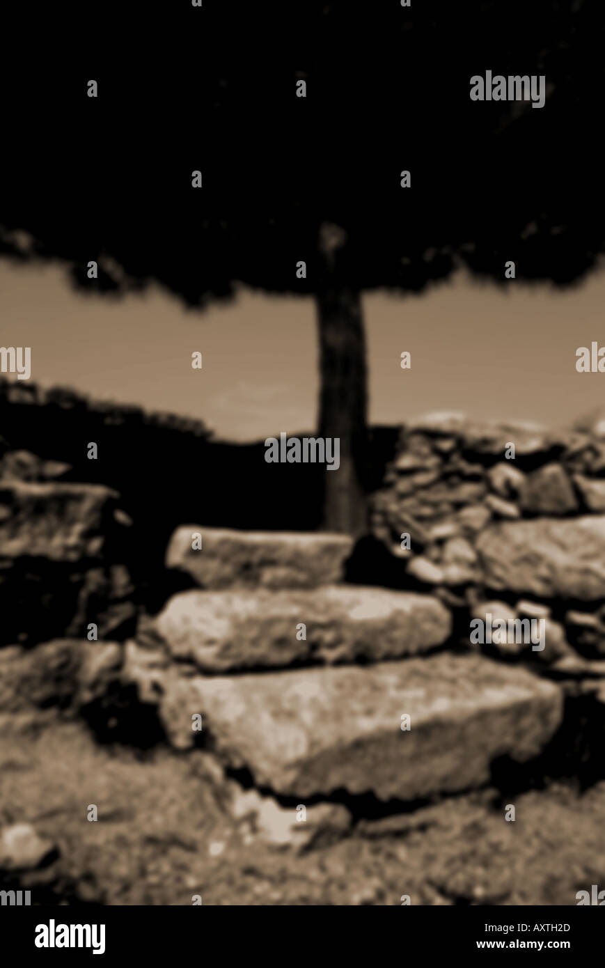 steps and tree Stock Photo - Alamy