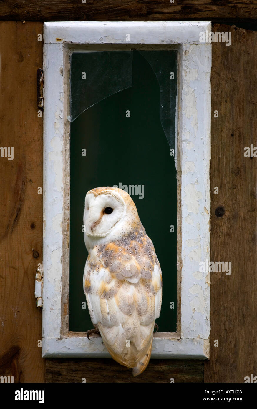 barn owl Tyto alba on an old window cornwall Stock Photo - Alamy