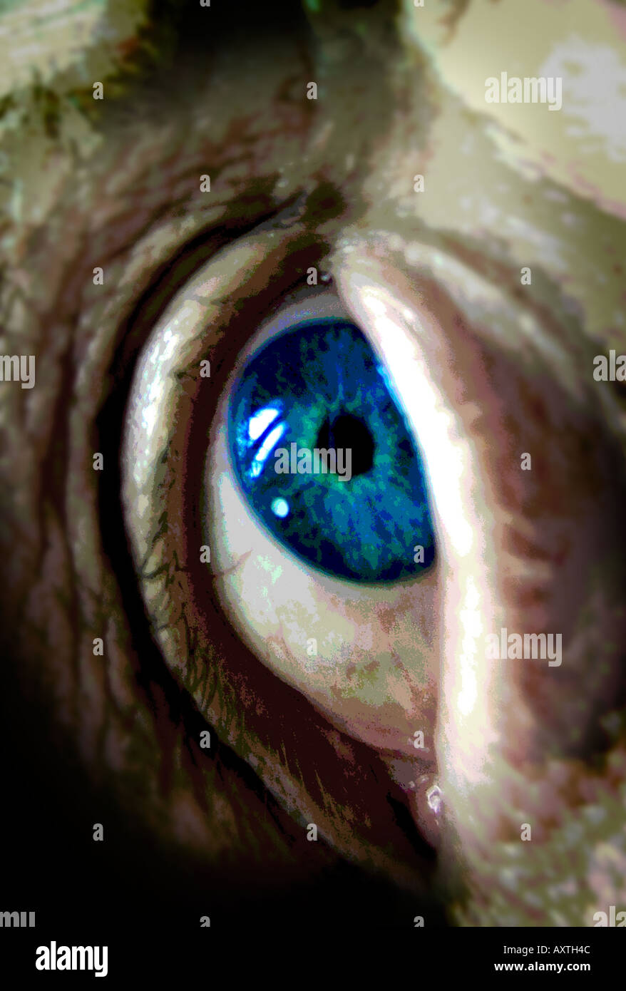 Human eye scary hi-res stock photography and images - Alamy