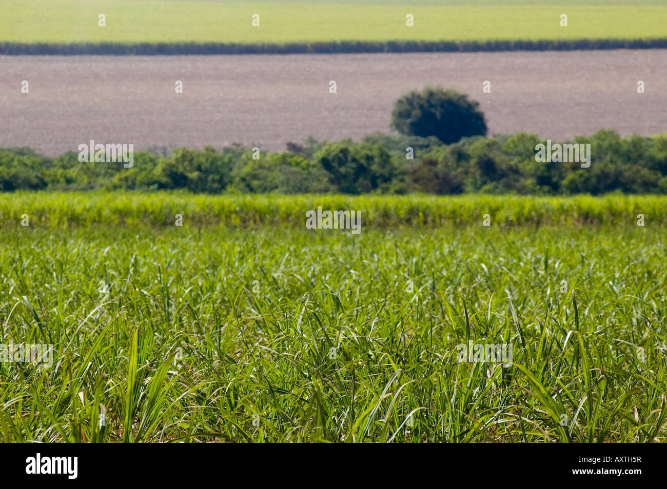 Plantation sugar cane sao paulo hi-res stock photography and images - Alamy