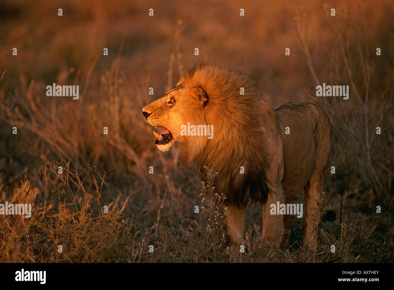Lion roaring in profile hi-res stock photography and images - Alamy