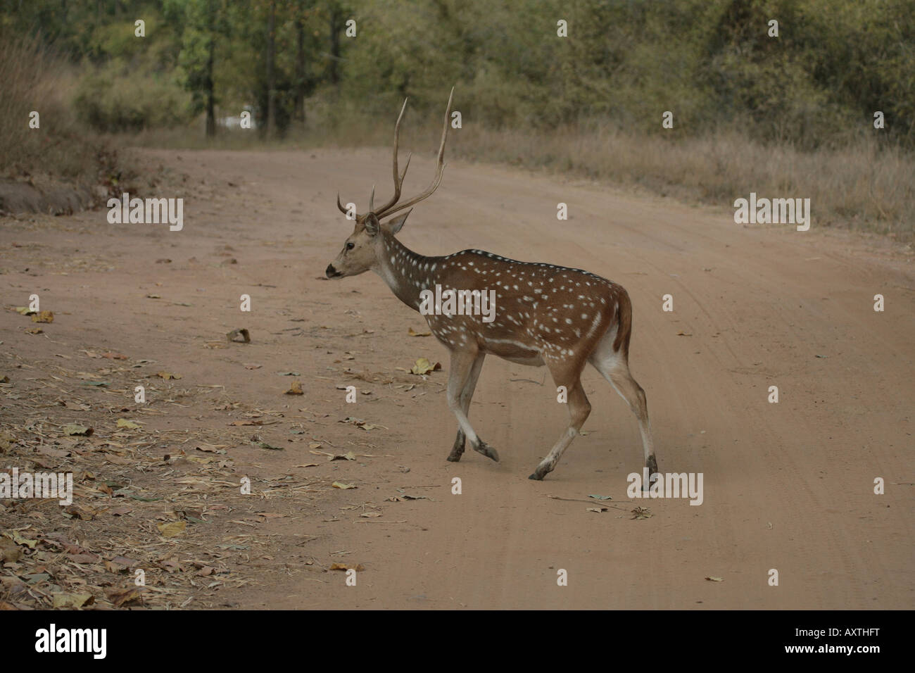 Spotted deer chital Axis axis in Bandhavgarh NP India Stock Photo - Alamy