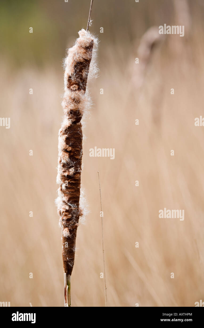 Typha latifolia hi-res stock photography and images - Alamy