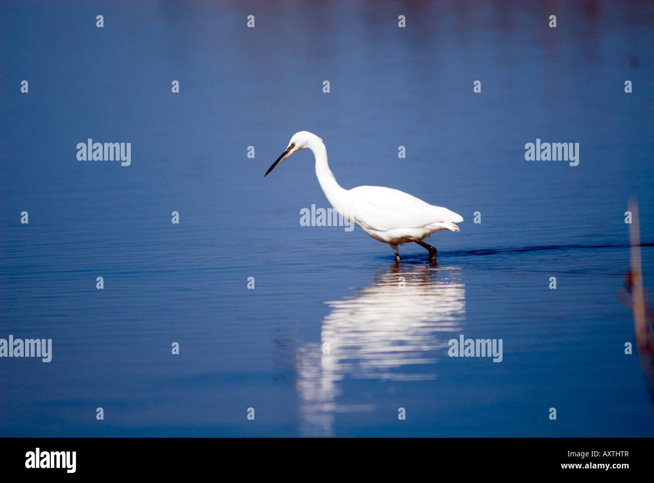 Bird with fish in beak Cut Out Stock Images & Pictures - Alamy
