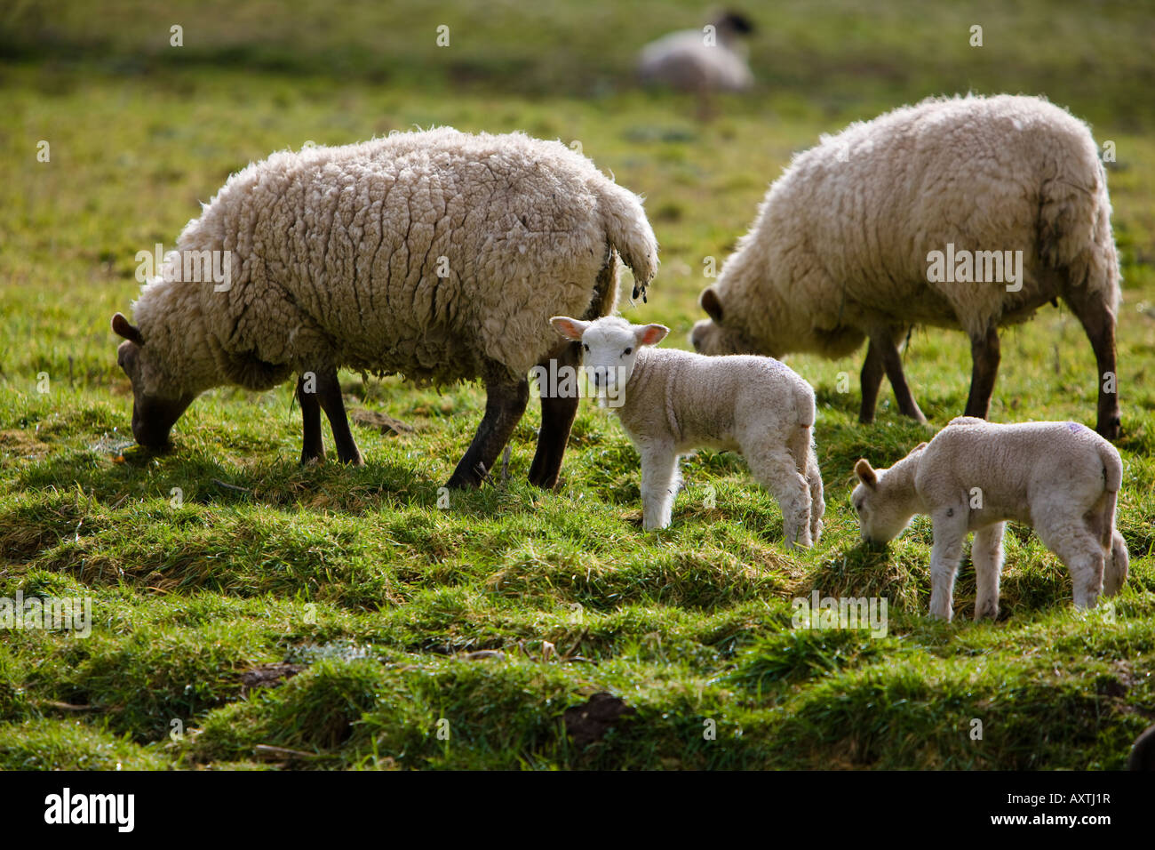 Ewes With Lambs England UK Countryside Stock Photo - Alamy