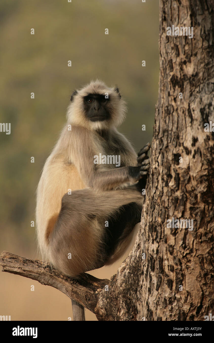 Grey Langur monkey Semnopithecus entellus in Bandhavgarh NP India Stock ...