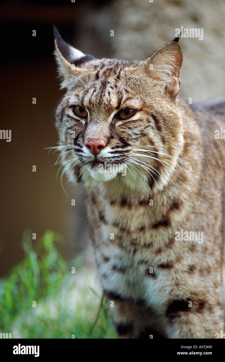 Close up of a Bobcat Stock Photo - Alamy
