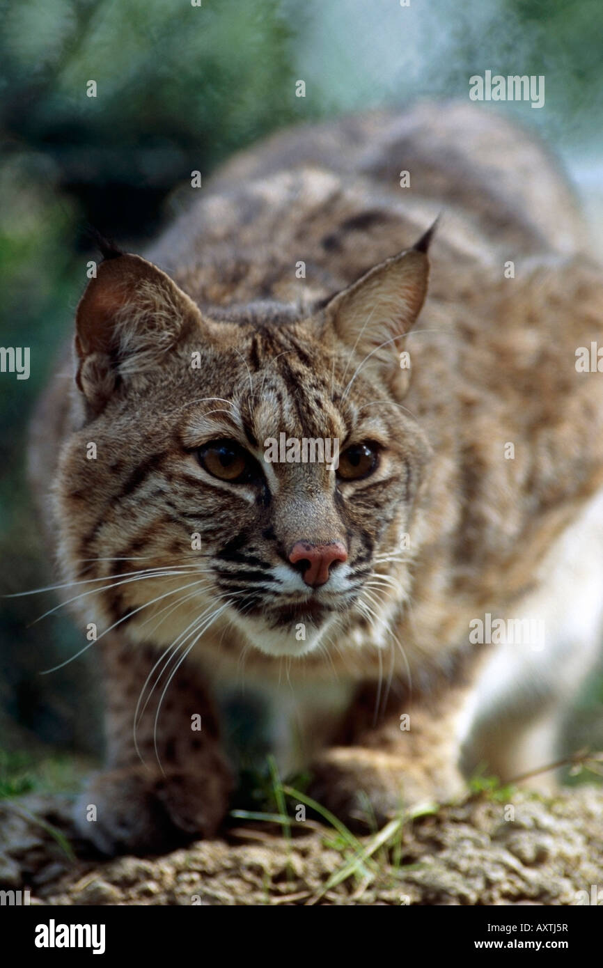 Close up of a Bobcat sneaking up ready to pounce USA Stock Photo - Alamy